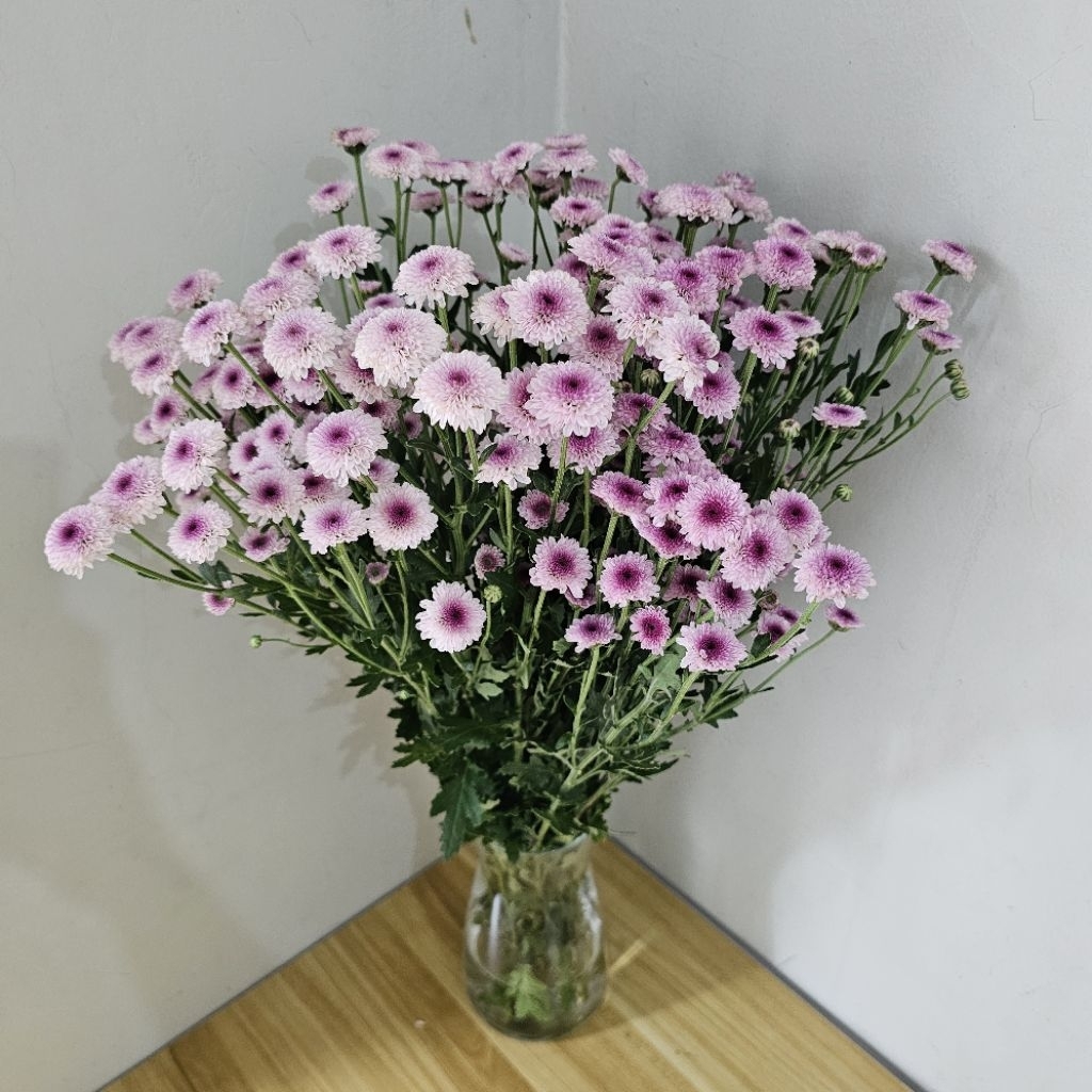 Jual Bunga Aster Calimero Fresh Grrade A 10 Tangkai ( Naliga Florist ...