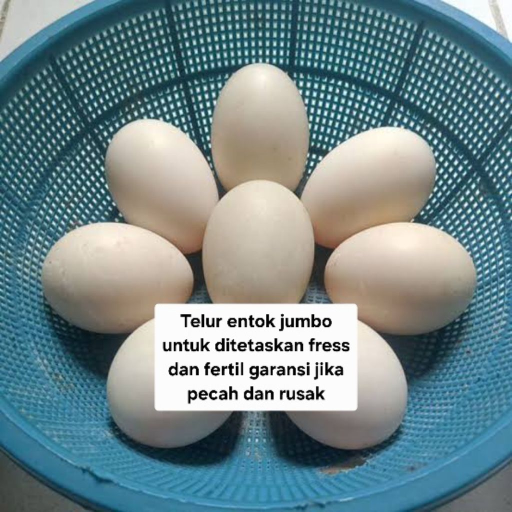 Jual Entok Jumbo Terlengkap & Harga Terbaru Mei 2026 | Shopee Indonesia