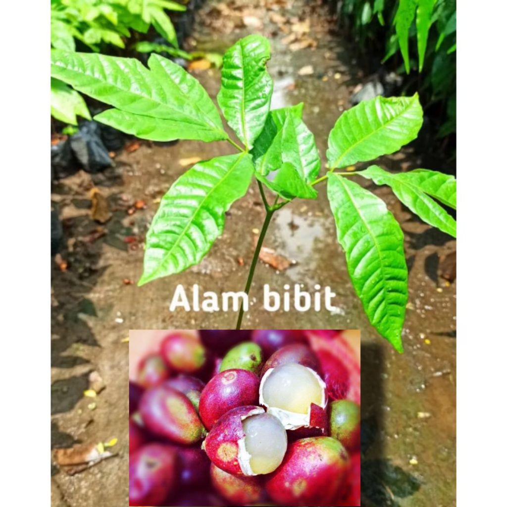 Jual BIBIT MATOA SUPER MERAH PAPUA 30CM-50CM (BELI 5 GRATIS 1) | Shopee ...