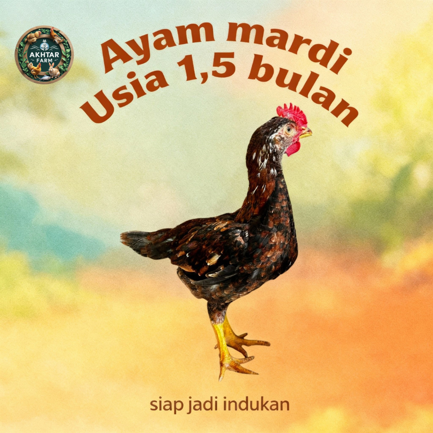 Jual Ayam Mardi Pejantan Usia 1–2 Bulan | Ayam Sehat Siap Kirim ...