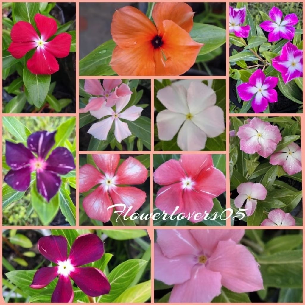 Jual vinca juntai series rimbun paket 7 warna kondisi sudah hidup ...