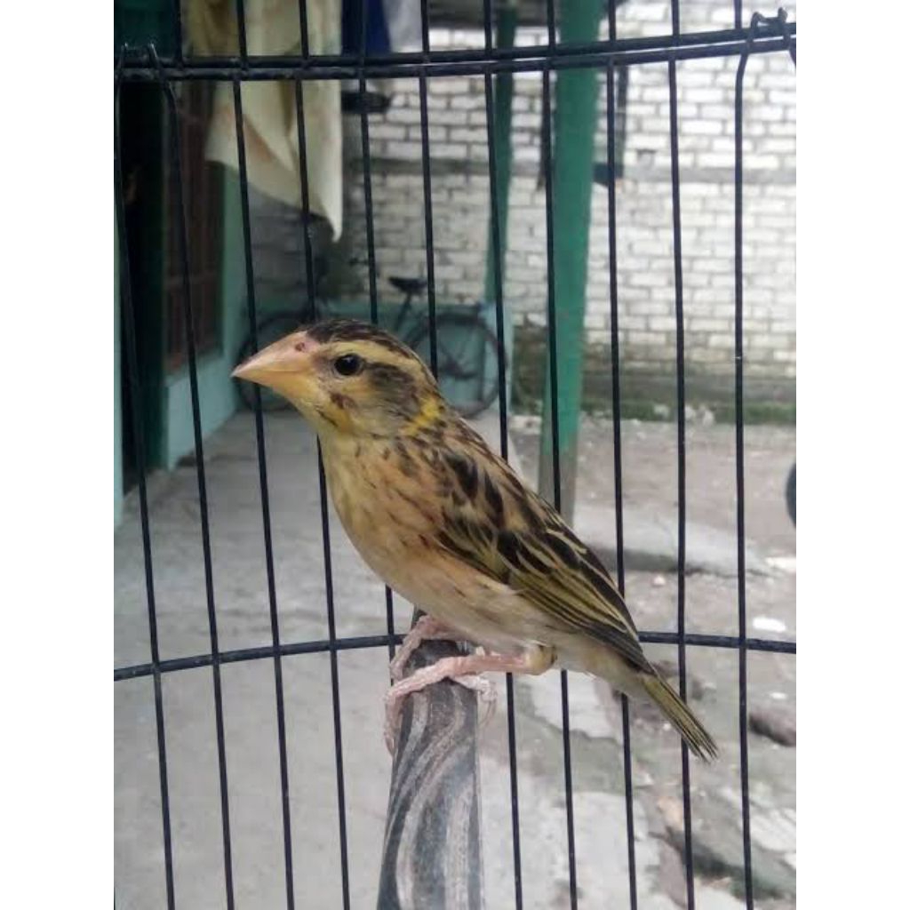 Jual burung manyar jantan istimewa | Shopee Indonesia