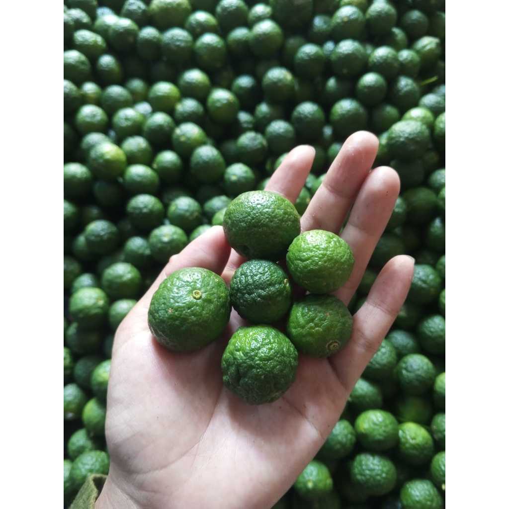 Jual 1kg jeruk limau jeruk sambel bakso aci fresh premium petik ...