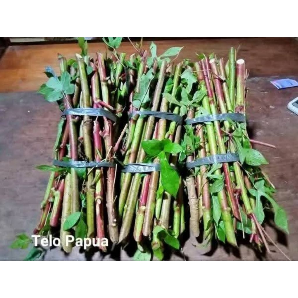 Jual BIBIT TELO PAPUA PER BATANG ORI 100% | Shopee Indonesia