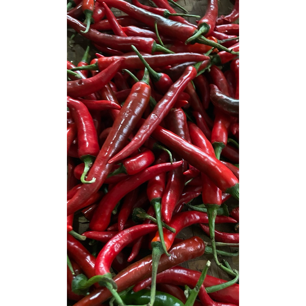Jual cabe merah tw besar | Shopee Indonesia