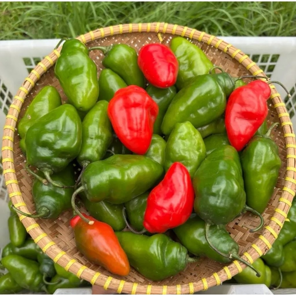 Jual cabe gendot 500 gr | Shopee Indonesia