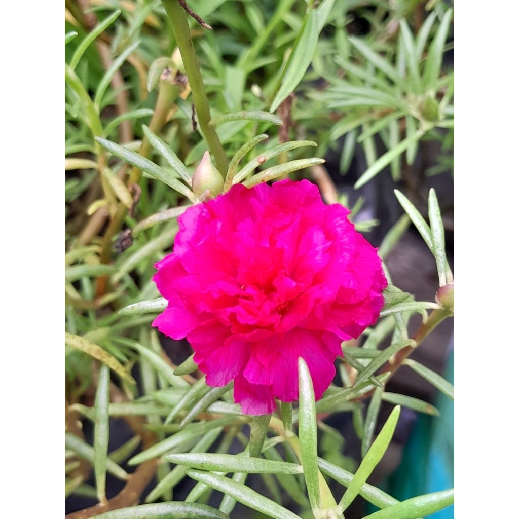 Jual krokot tumpuk warna merah/ bunga jam 9/jenis bunga tumpuk daun ...