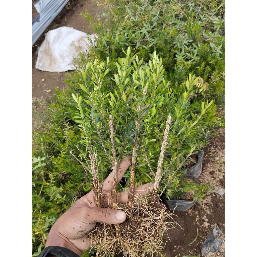Jual bonsai boxsus murah 20 ribu dapat 4 pohon boksus | Shopee Indonesia