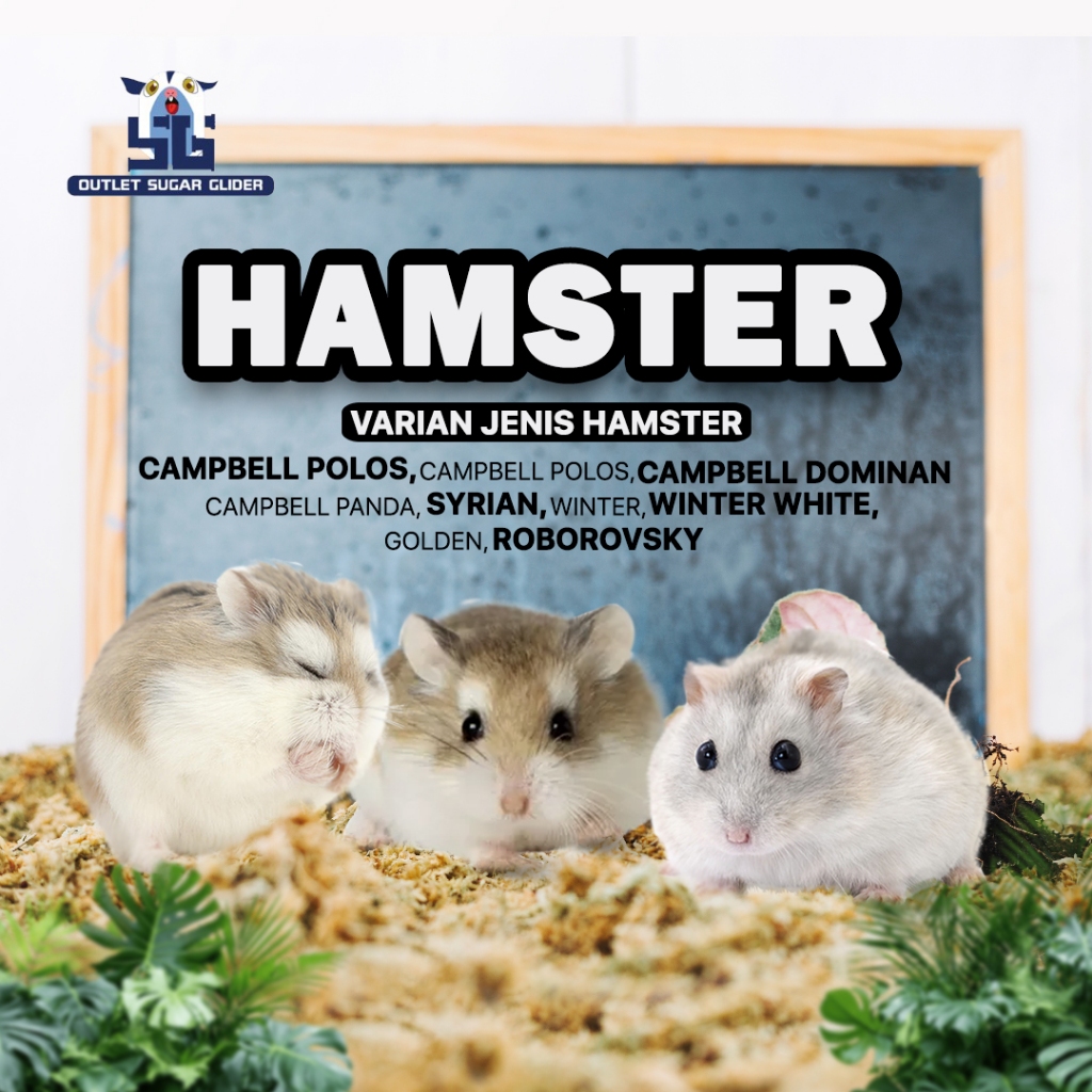 Jual HAMSTER SEMUA JENIS, CAMPBELL PANDA, GOLDEN, SYRIAN,WINTER WHITE ...