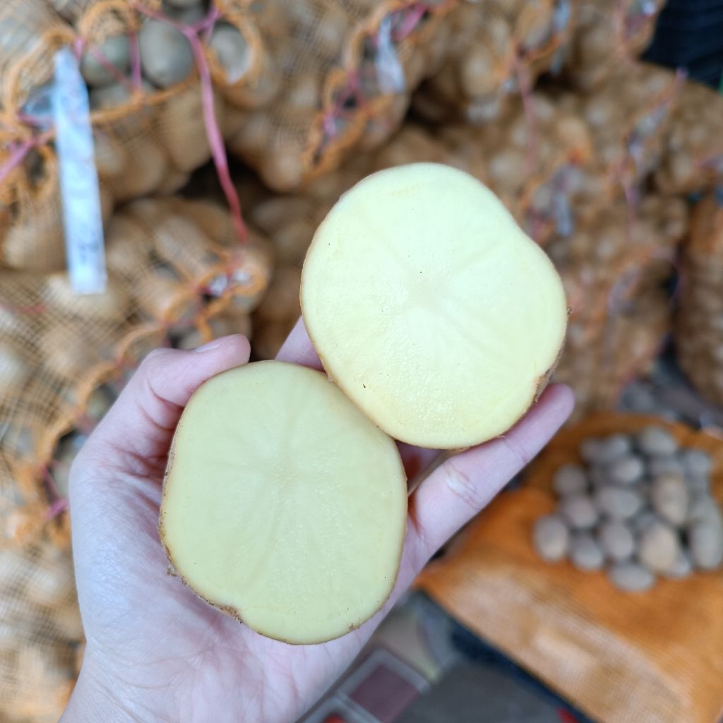 Jual 1kg KENTANG UKURAN SEDANG (5-12 buah/kg) KUALITAS PREMIUM SEGAR ...