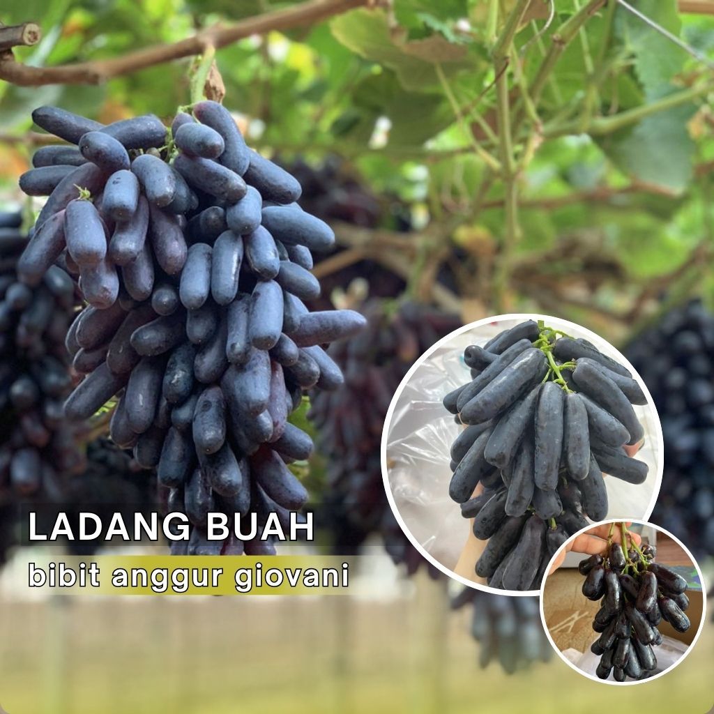 Jual Bibit Anggur Giovani Jumbo Cepat Berbuah & Rasa Manis Premium ...
