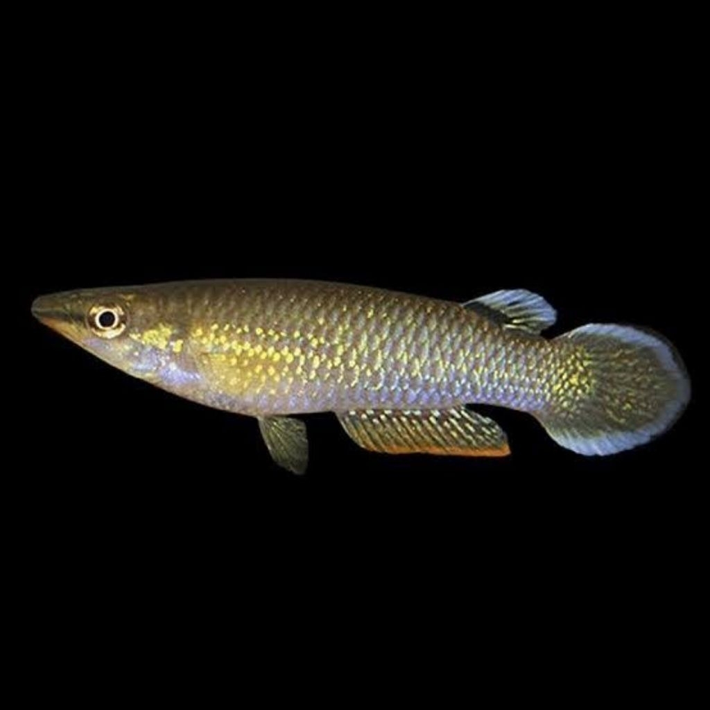 Jual Ikan Kepala Timah (Harga per-Lima Ekor) Bergaransi | Shopee Indonesia