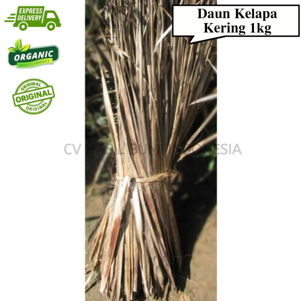 Jual Daun Kelapa Kering 1kg Blarak Kelapa | Shopee Indonesia
