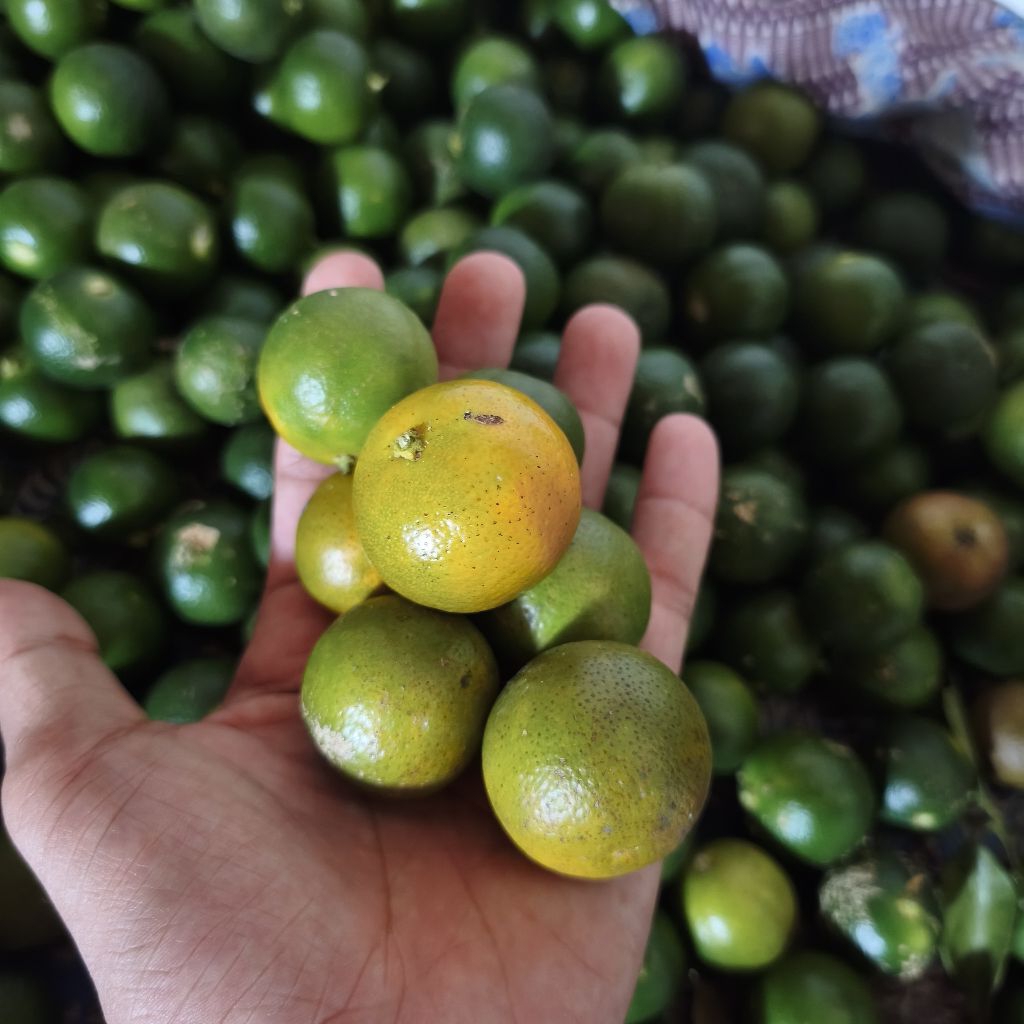 Jual Jeruk Kalamansi Jeruk Calamansia Jeruk Songkit Jeruk Kasturi Jeruk ...