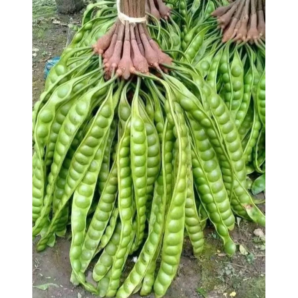 Jual pete padi tua 10 papan | Shopee Indonesia