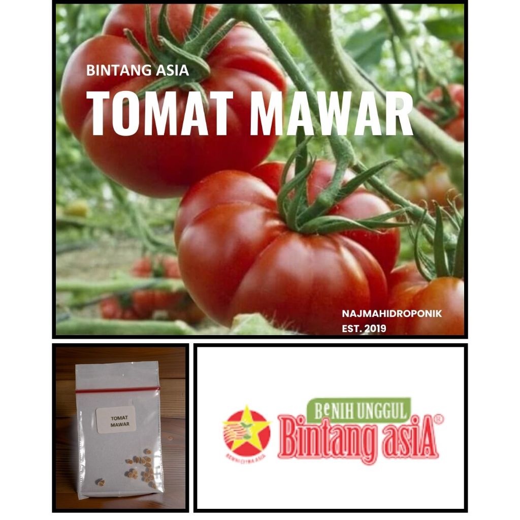 Jual 20 Butir Benih Sayuran Tomat Mawar Repacking (Bintang Asia ...