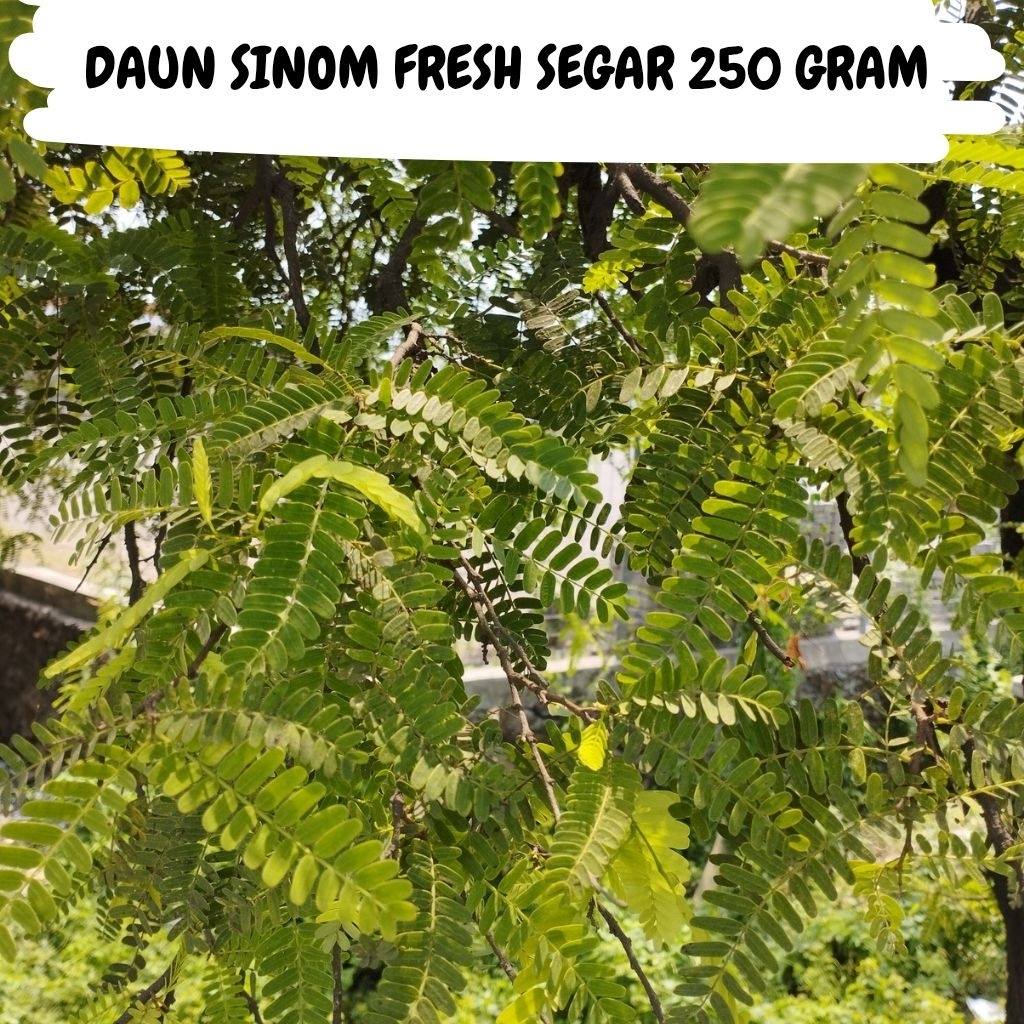 Jual Daun Sinom Asam Jawa Tamarine Leaves Fresh/Segar Langsung Petik ...