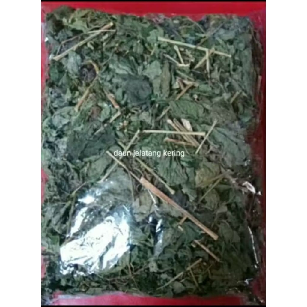 Jual Daun Jelatang kering atau daun pulus 100 gram | Shopee Indonesia