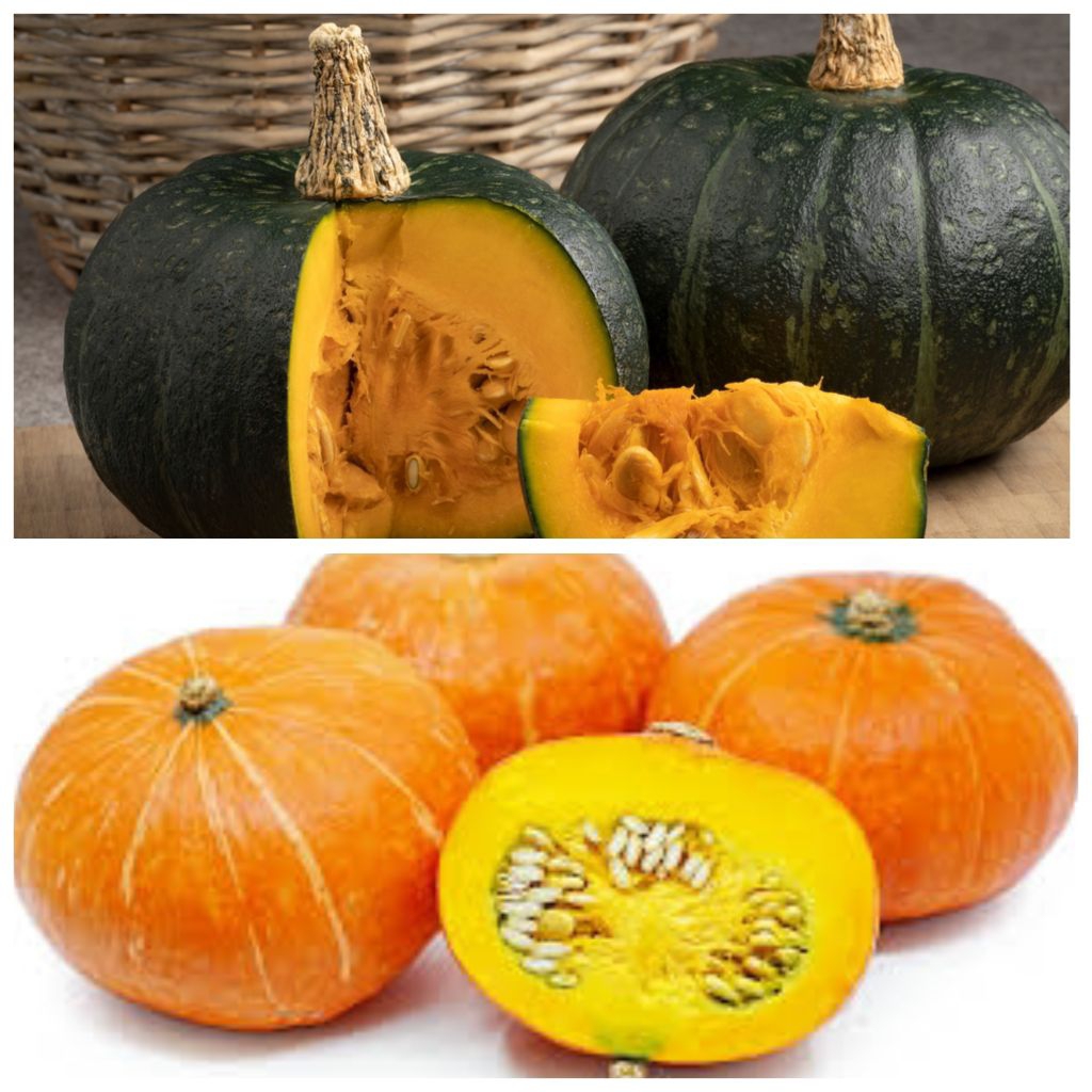 Jual BENIH / BIJI KABOCHA MIXED KUNING & HIJAU ( ISI 10 BUTIR) | Shopee ...