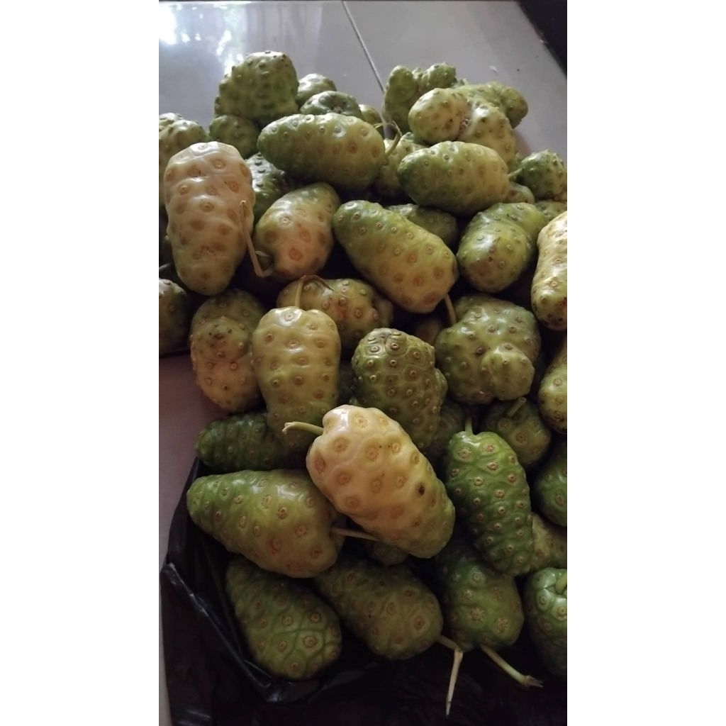 Jual Buah Mengkudu / Pace 1 kg | Shopee Indonesia