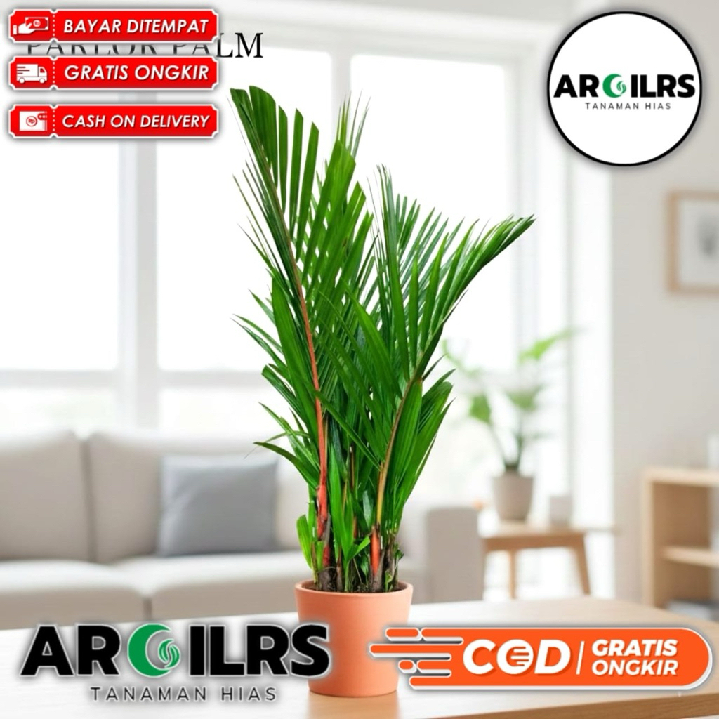 Jual Tanaman Hias Palm Merah 1 Meter – Batang Merah Eksotis, Cocok ...