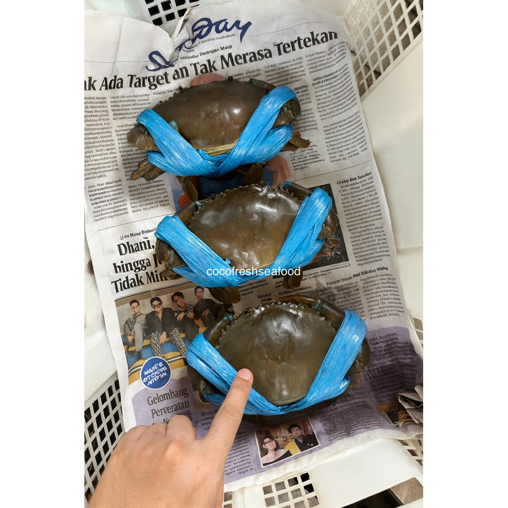 Jual Kepiting Hidup / Live Crab (isi 4 ekor / 1kg) | Shopee Indonesia