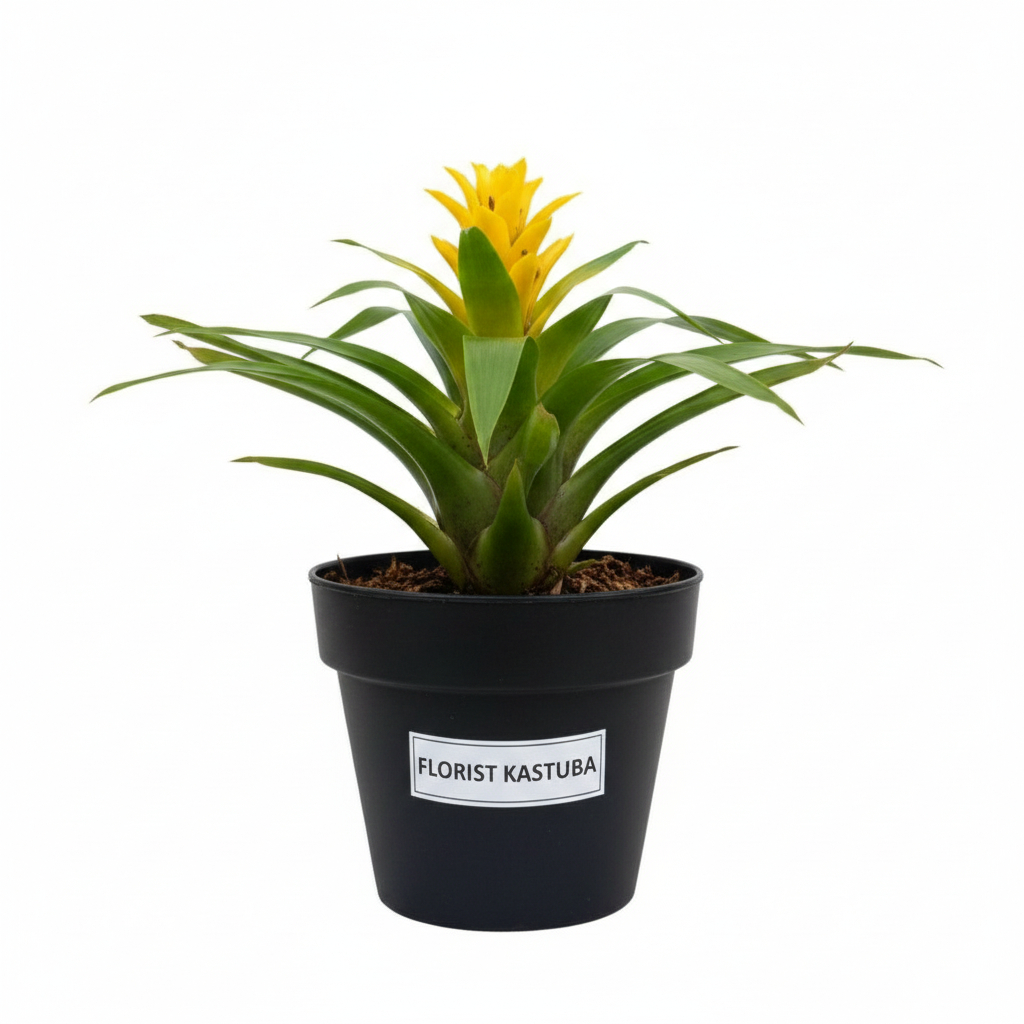 Jual Tanaman bromelia Guzmania Yellow Bunga Kuning dan variasi | Shopee ...
