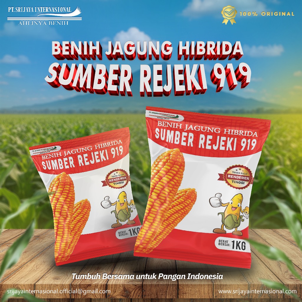 Jual Benih Jagung hibrida Sumber Rejeki 919 Rendemen Tinggi - 1kg ...