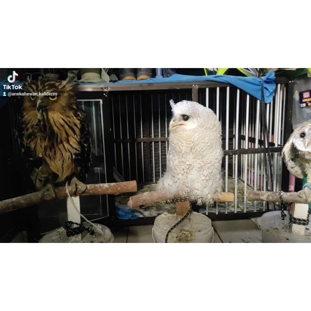 Jual burung bubo sumatranus | Shopee Indonesia