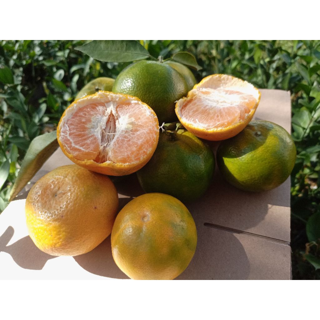 Jual Jeruk Siam Terlengkap & Harga Terbaru Juni 2026 | Shopee Indonesia
