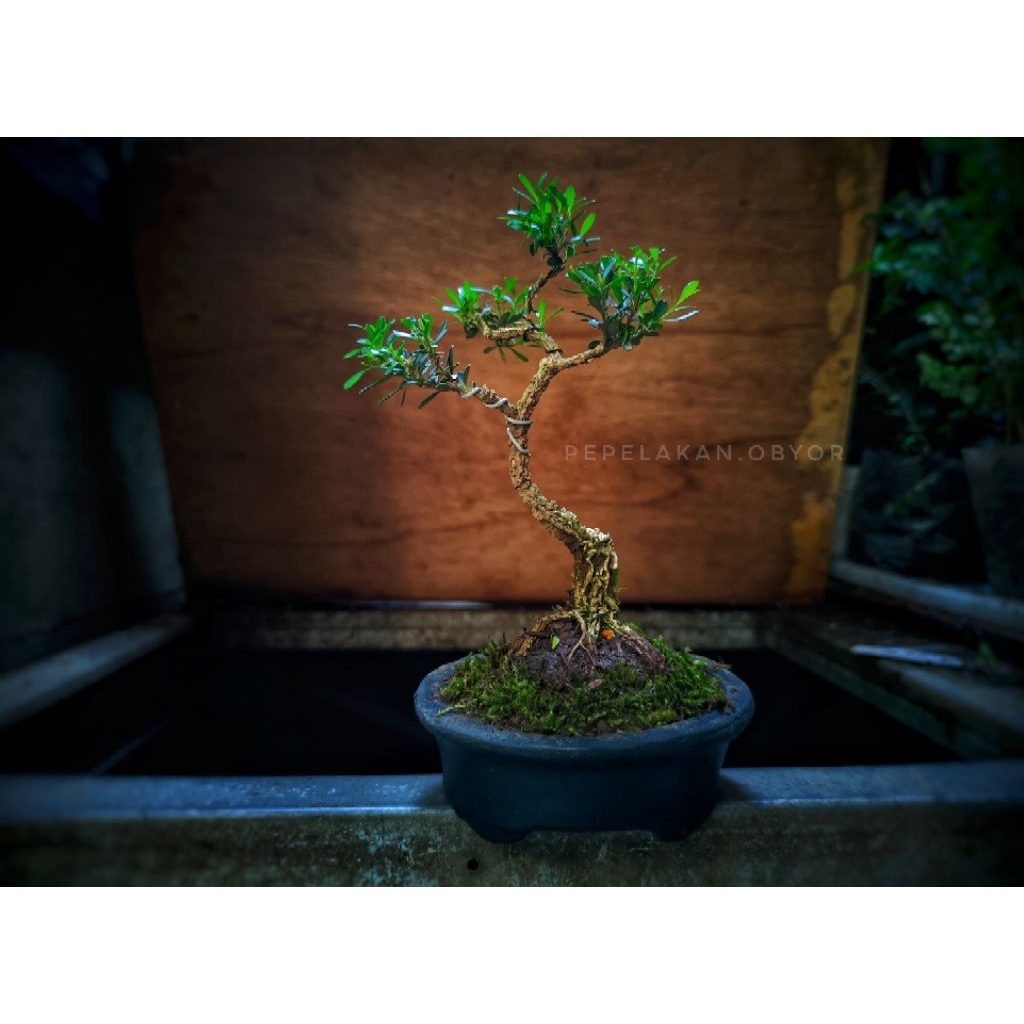 Jual Bonsai Boxwood Bonsai Mame Boksus Micro SUDAH JADI BERKARAKTER ...