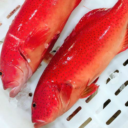 Jual Ikan Kerapu 1Kg / Ikan Kerapu Segar / Ikan Kerapu Lodi / Ikan ...