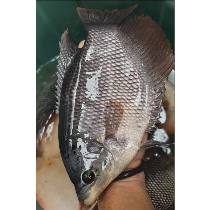 Jual ikan gurame soang ukuran 6 jari | Shopee Indonesia
