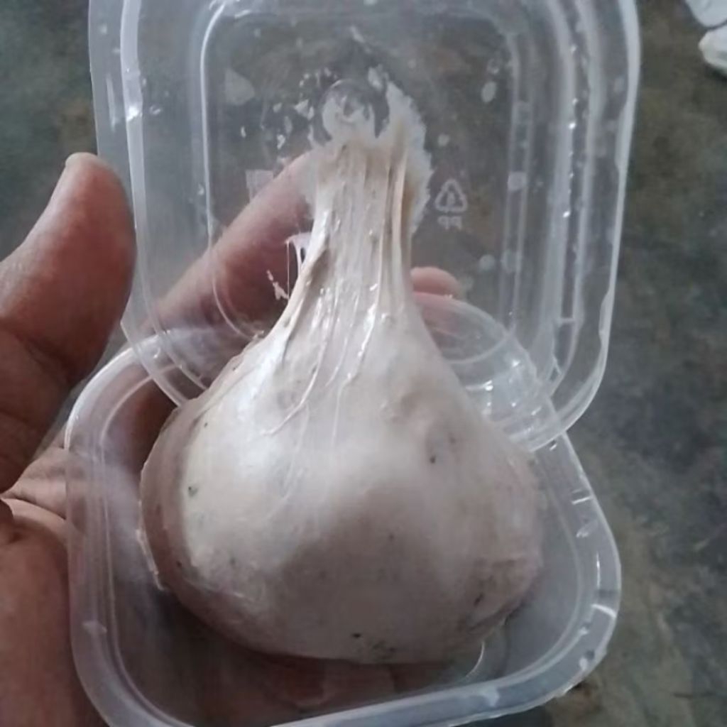 Jual pulut burung/getah pikat burung super lengket siap pakai | Shopee ...