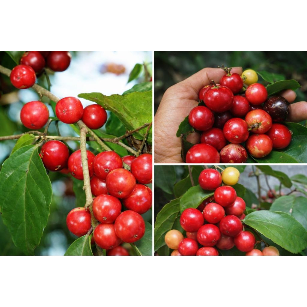 Jual Buah lobi lobi segar per 500 gram | Shopee Indonesia