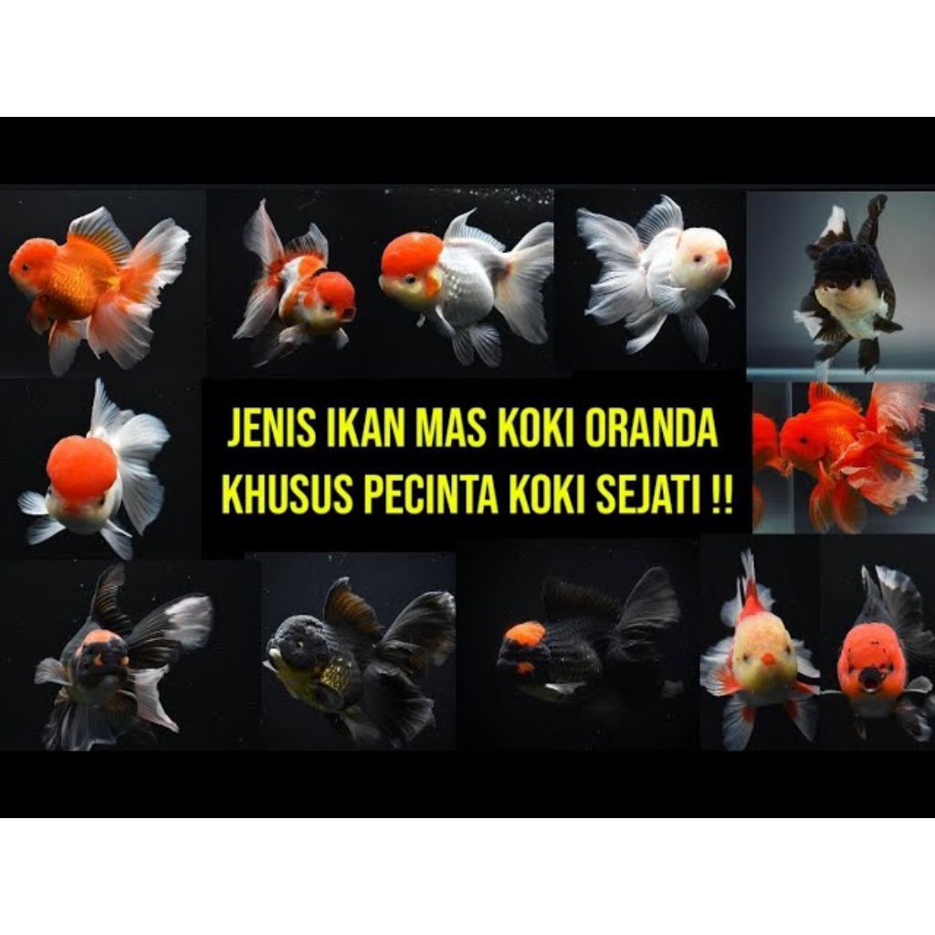 Jual ikan mas koki merah putih hitam panda tricolourukuran 5-6cm ...
