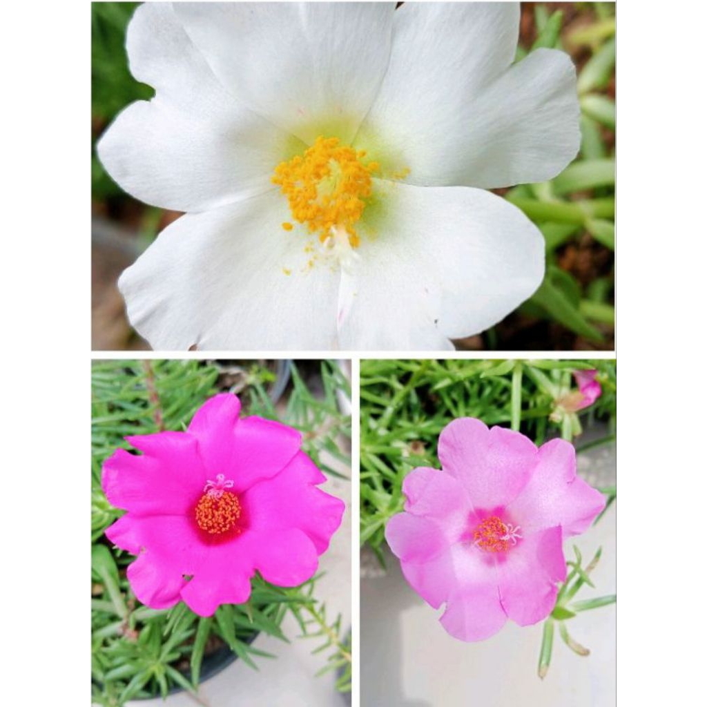 Jual Tanaman Hias Krokot Giant Bunga Hidup Warna Warni Portulaca ...