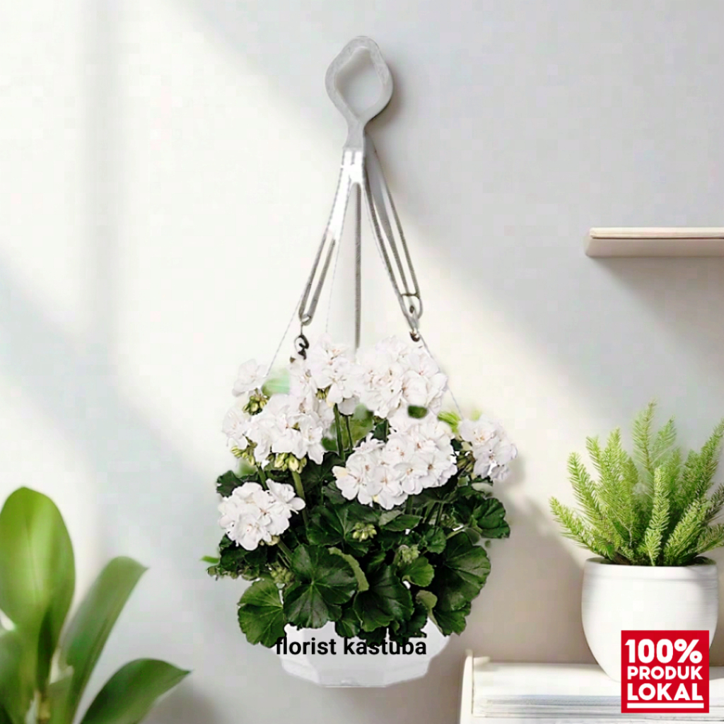 Jual Tanaman bunga geranium Putih Bikin Rumah Lebih Indah | Shopee ...
