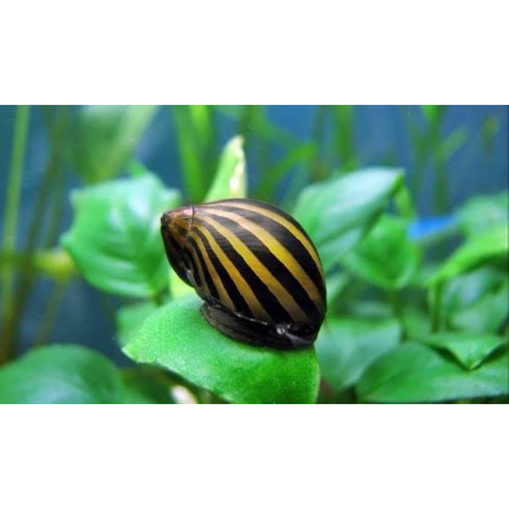 Jual keong hias/keong Aquascape/keong turbo/keong asasin | Shopee Indonesia