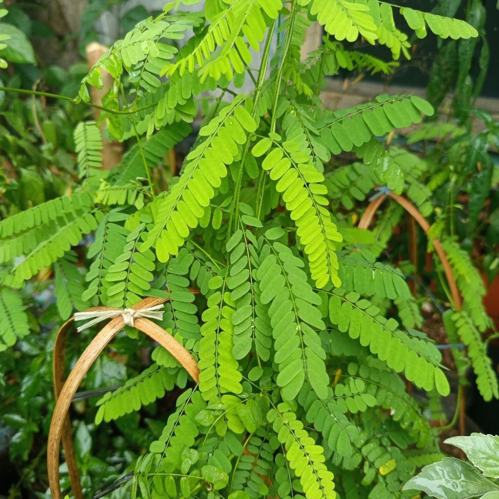 Jual Daun Saga Segar Baru dipetik Daun Saga Herbal Alami | Shopee Indonesia
