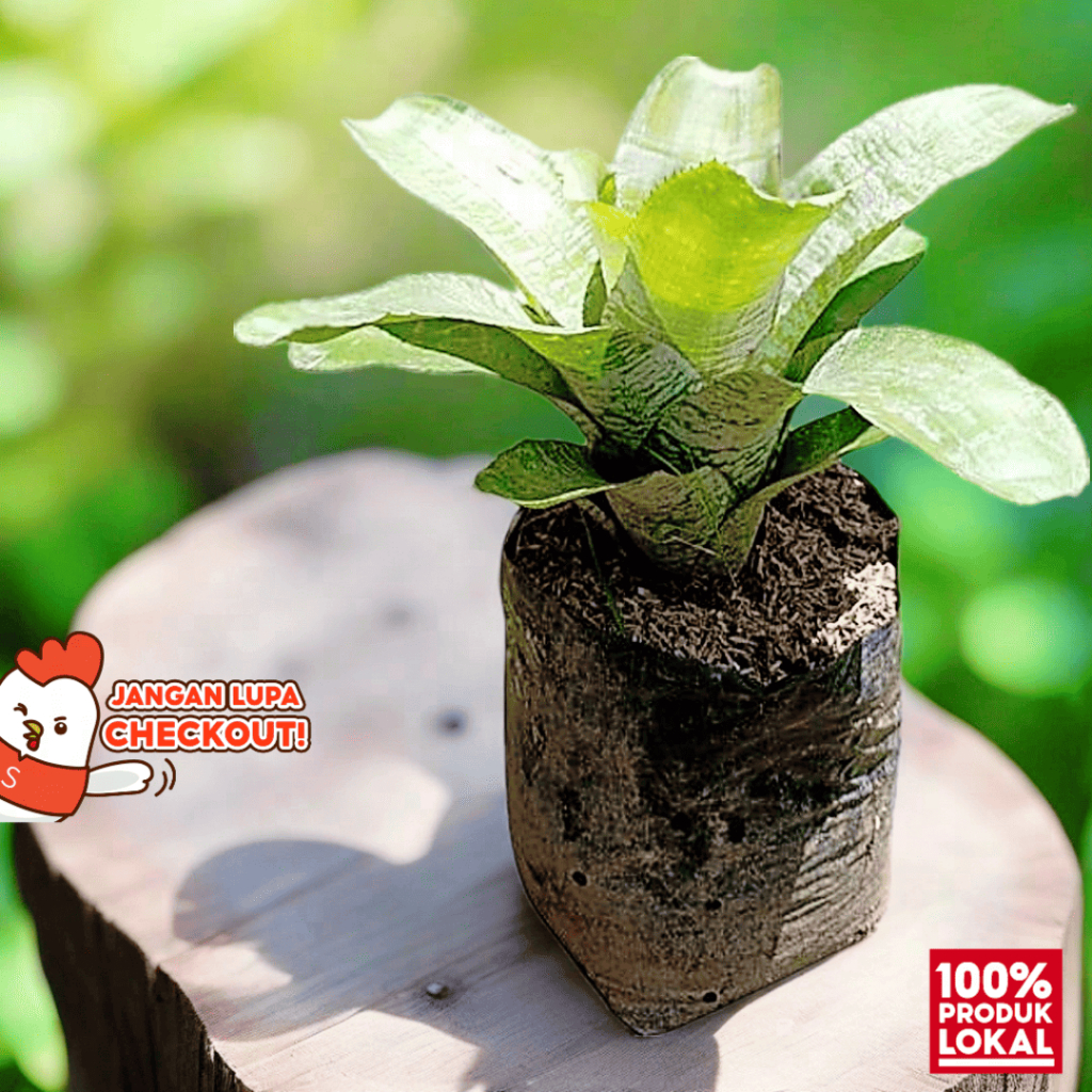 Jual Tanaman Bromelia Hijau Bunga Pink Jumbo Tanaman Hias Eksotis ...
