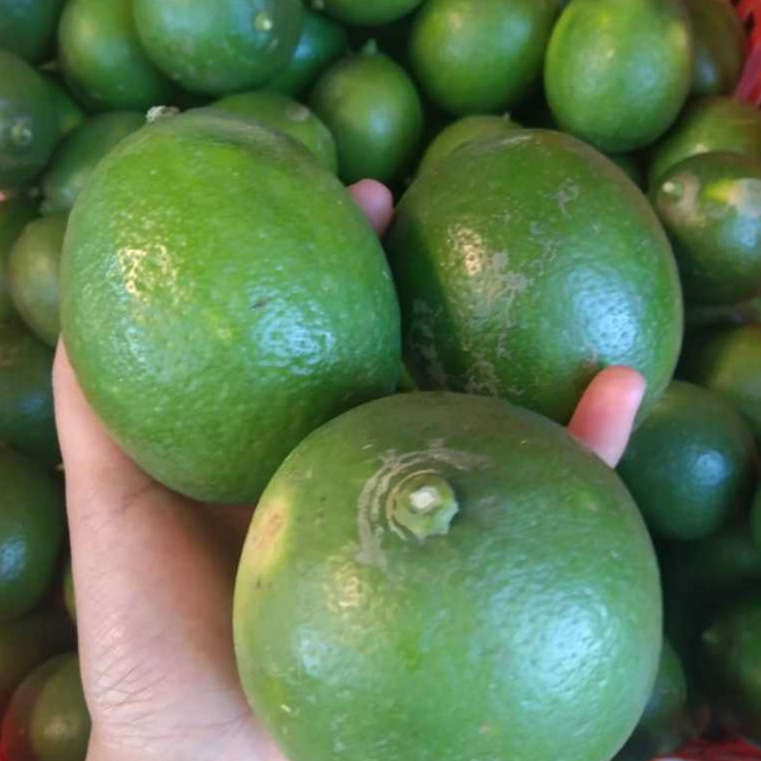 Jual Jeruk Lemon California – Jeruk Lemon Segar Untuk Infused Water 1kg ...