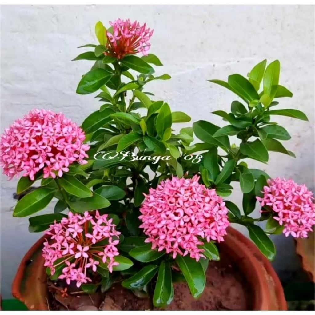 Jual Tanaman Hias Bunga Asoka Pink/ Jenis Tanaman Berbunga(Tanaman ...