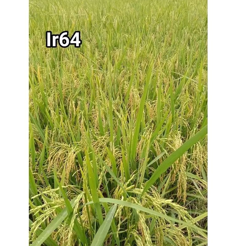 Jual BIBIT PADI IR 64 SUPER KEMASAN 1 KG 100%ASLI | Shopee Indonesia