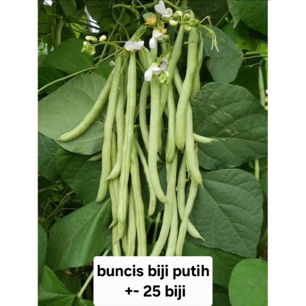 Jual Bisa COD - Buncis biji Putih 25 biji bibit seed Benih Buncis Putih ...