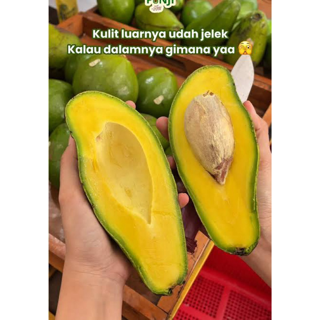 Jual READY ALPUKAT MENTEGA JUMBO ISI 2-3-4 HARGA PER 1 KG | Shopee ...