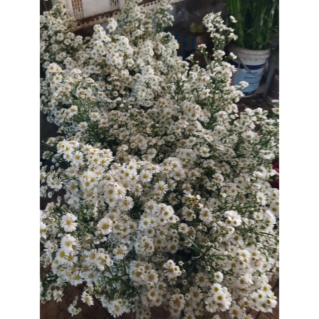 Jual bunga pikok bunga cantik free seger per satu ikat isi 10 batang ...