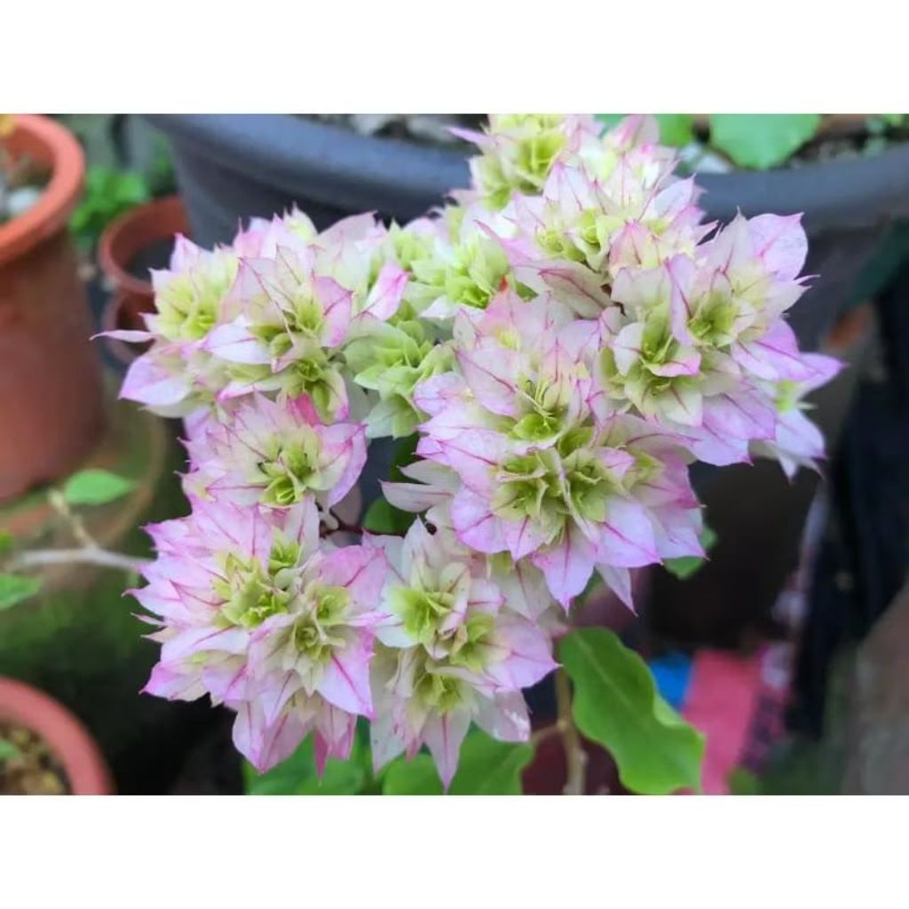Jual BOUGENVILLE BUNGA KERTAS CITRA HAWAI - TANAMAN HIAS BUGENVIL SIAP ...