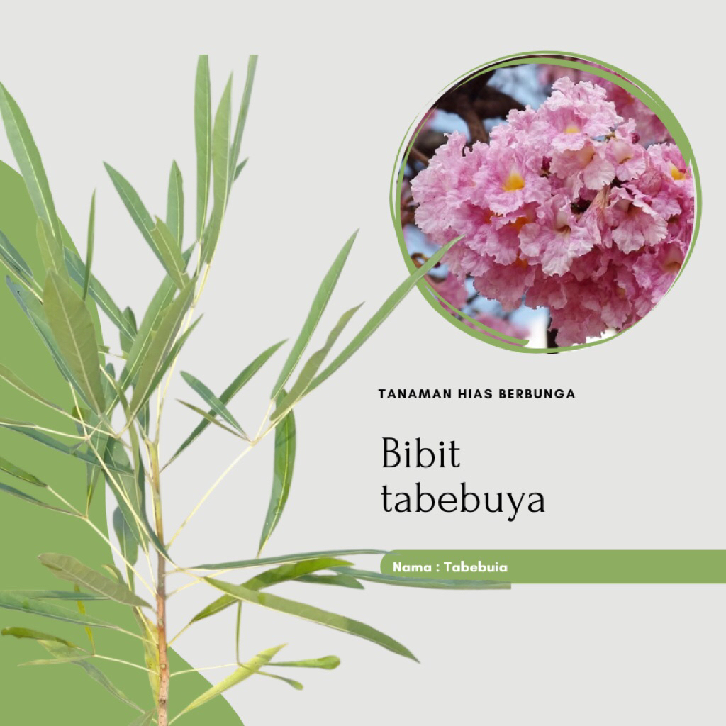 Jual Tanaman Hias Bunga Tabebuya ( Pink , Kuning , Putih , Ungu ...