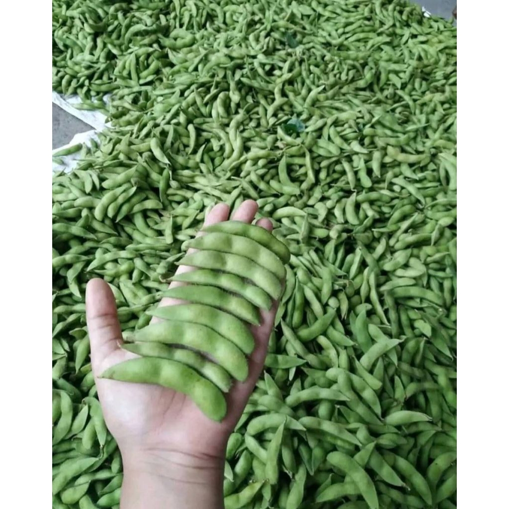 Jual Kacang Edamame Fresh 1kg | Shopee Indonesia